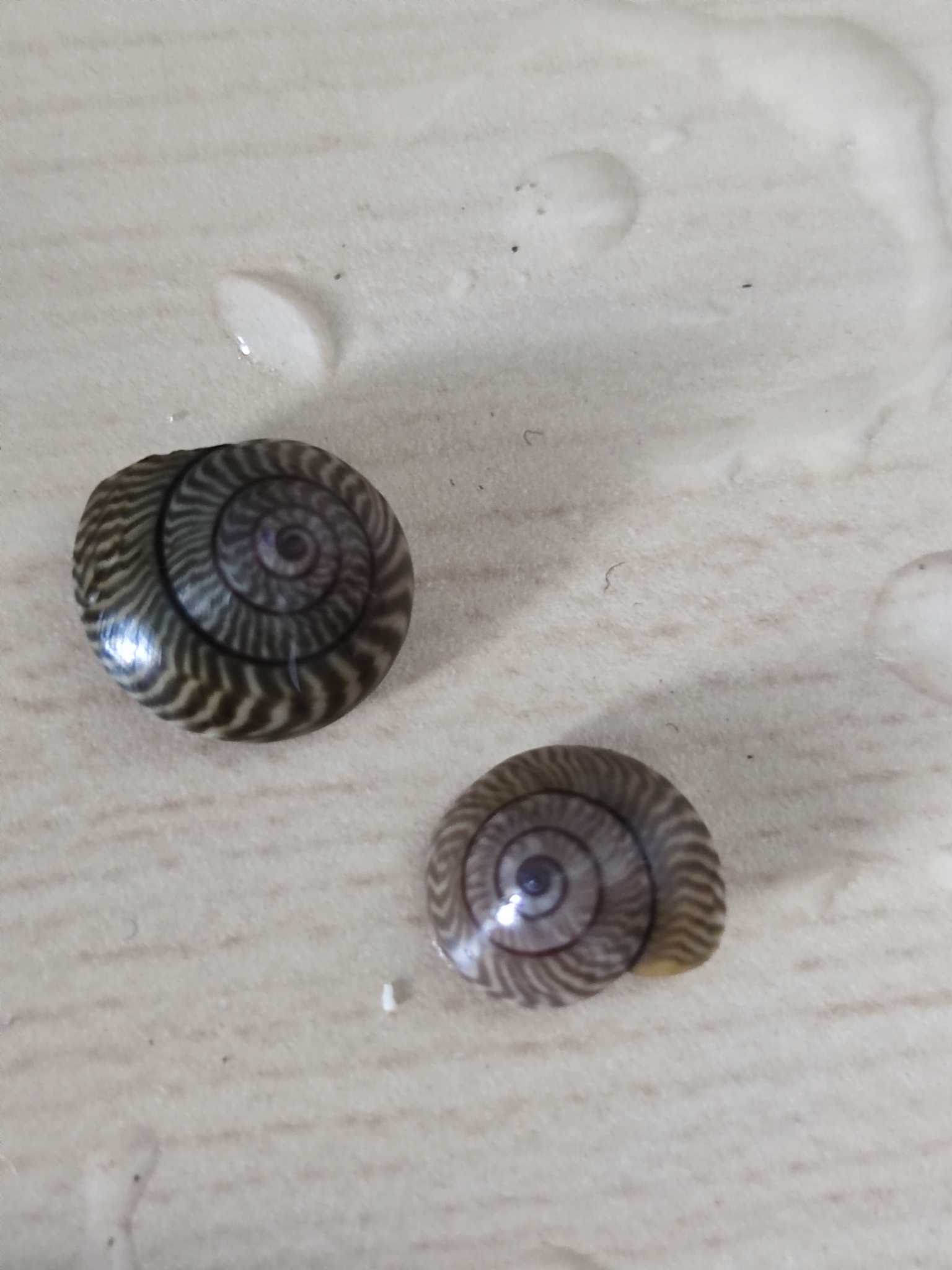 Umbonium thomasi (Crosse, 1863)