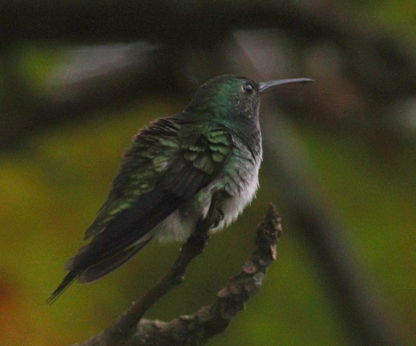 Polyerata decora Salvin, 1891