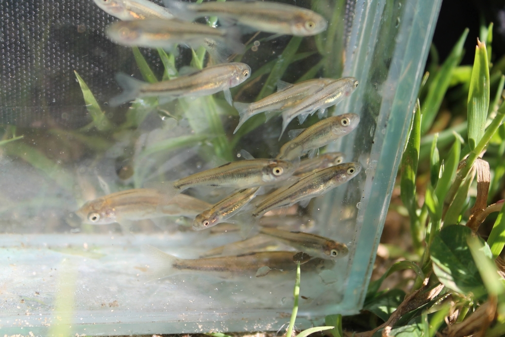 Italian riffle dace from Riserva Naturale dell'Insugherata on May 10 ...