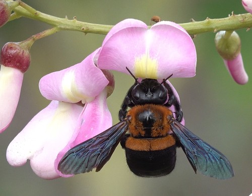 Brick-red Carpenter (Xylocopa lateritia) · iNaturalist