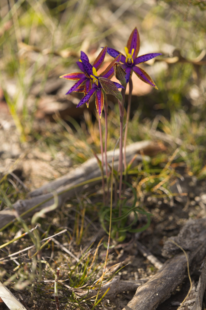 eastern Queen of Sheba in July 2021 by Hugo Innes · iNaturalist