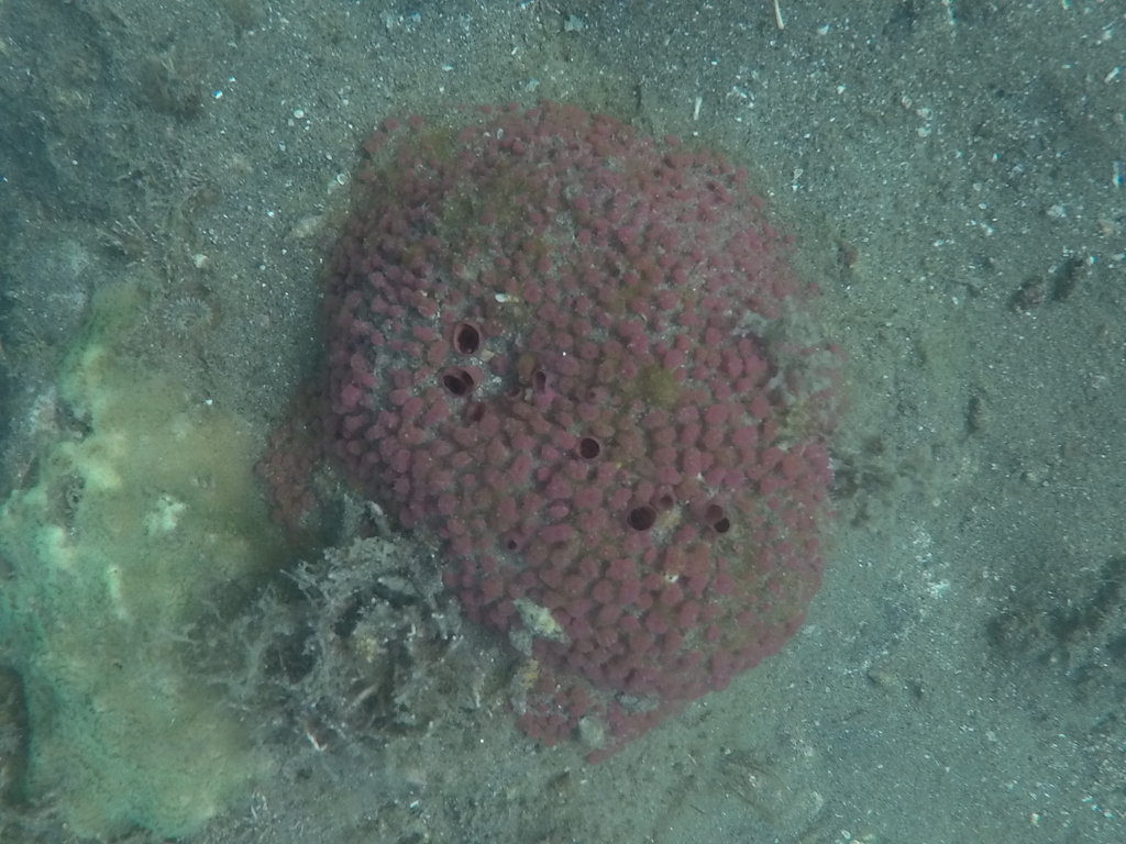 California Boring Sponge from KM 6, Av. Liverpool, 22980 Bahía de los ...