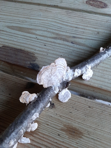 Observations by melody2a · iNaturalist