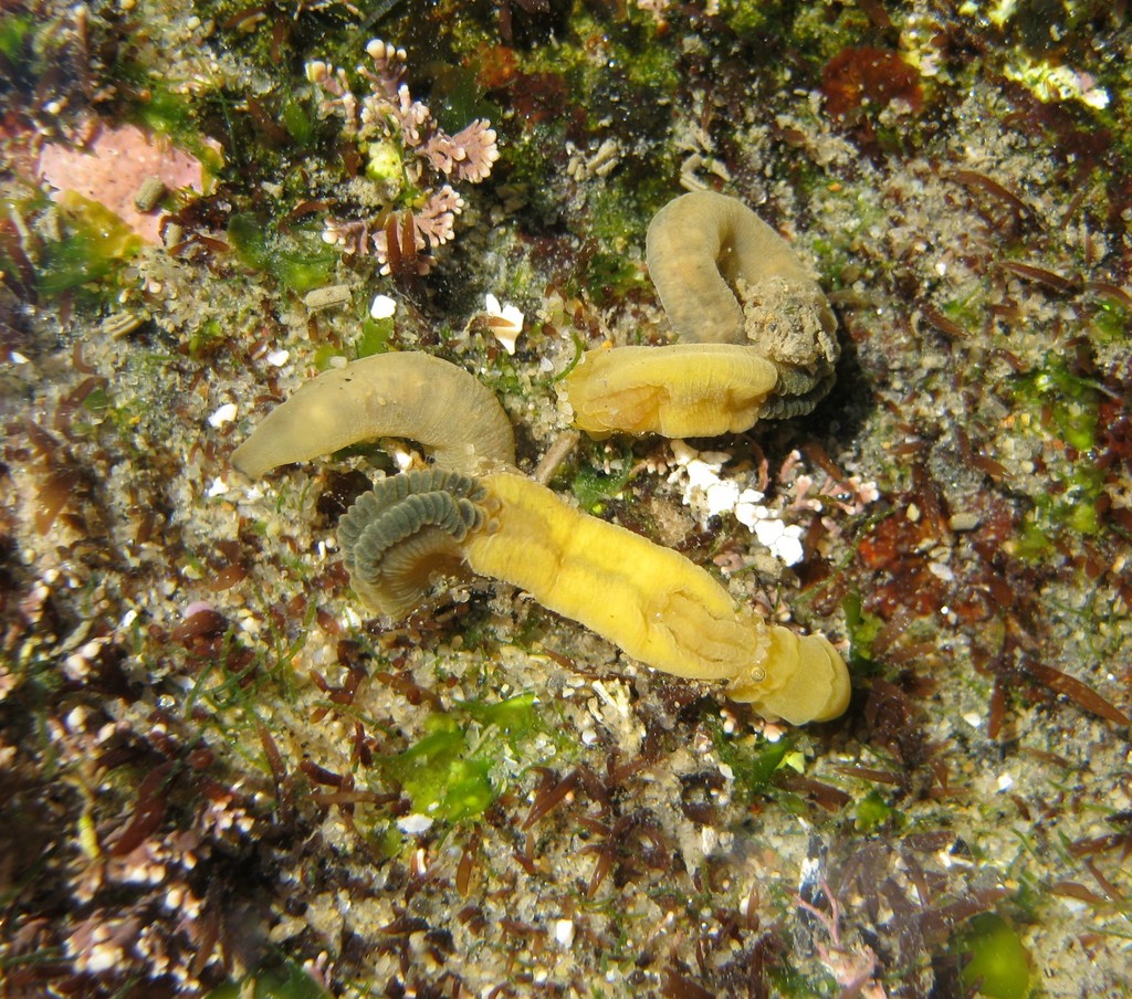 Acorn-worms from San Diego County, CA, USA on February 17, 2012 at 12: ...