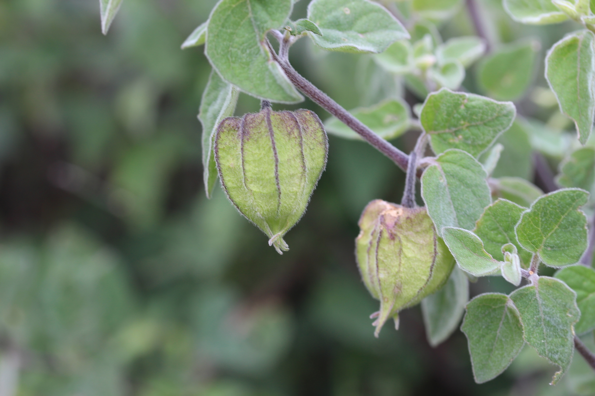 Physalis chenopodifolia Lam.