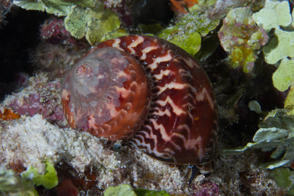 Tapestry Turban Snail from Bua, Fiji on March 8, 2015 at 07:56 PM by ...