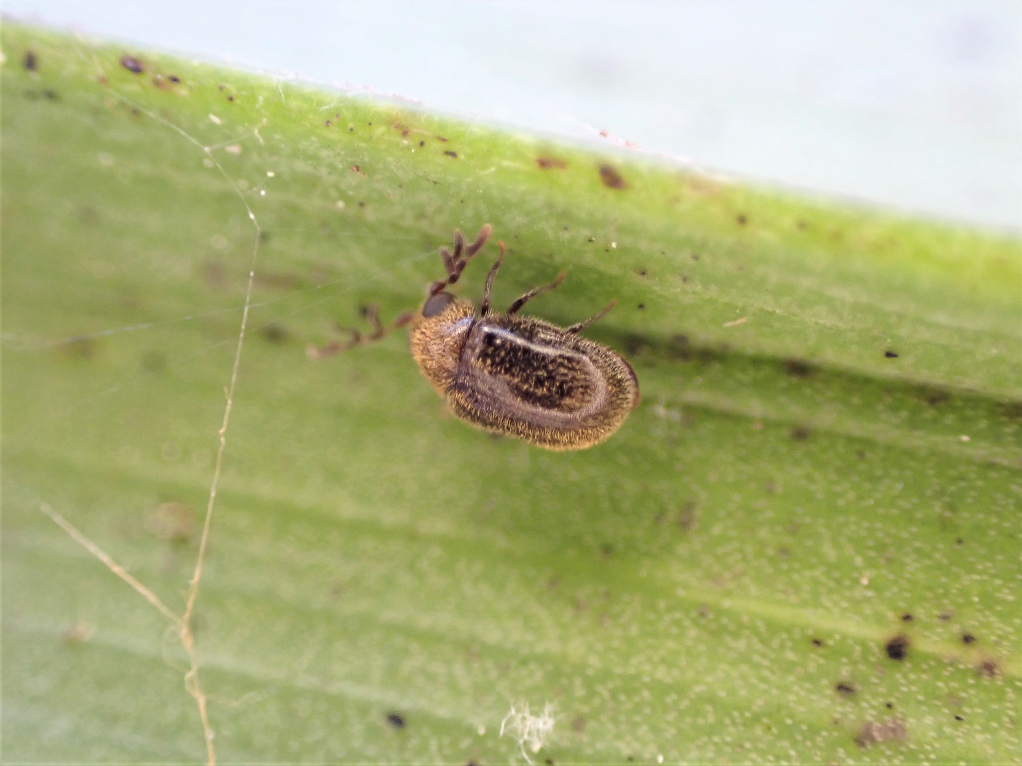 Caenocara C.G.Thomson, 1859