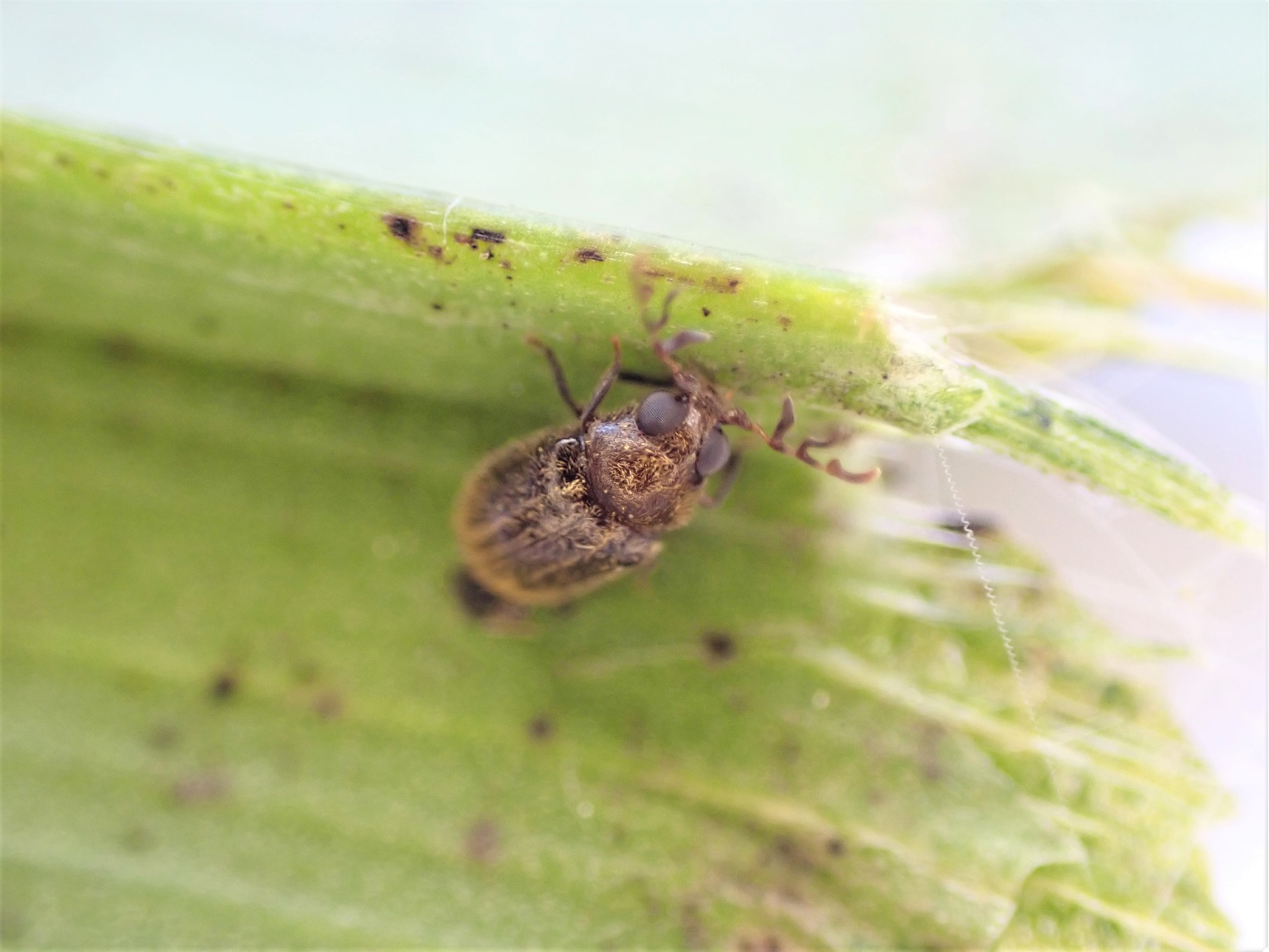 Caenocara C.G.Thomson, 1859