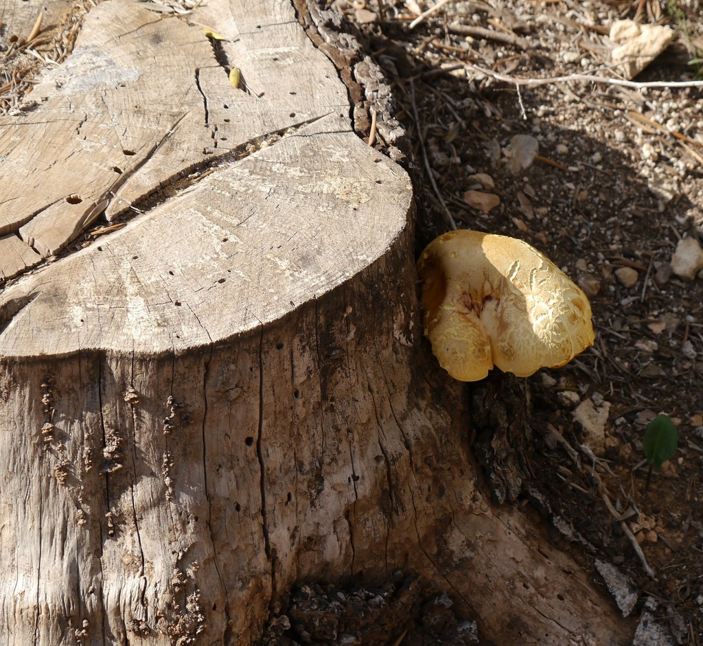 Neolentinus from Bellver, Palma, Islas Baleares, España on October 18 ...
