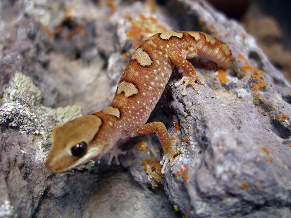 Diplodactylus galeatus (Lizards of Australia) · iNaturalist
