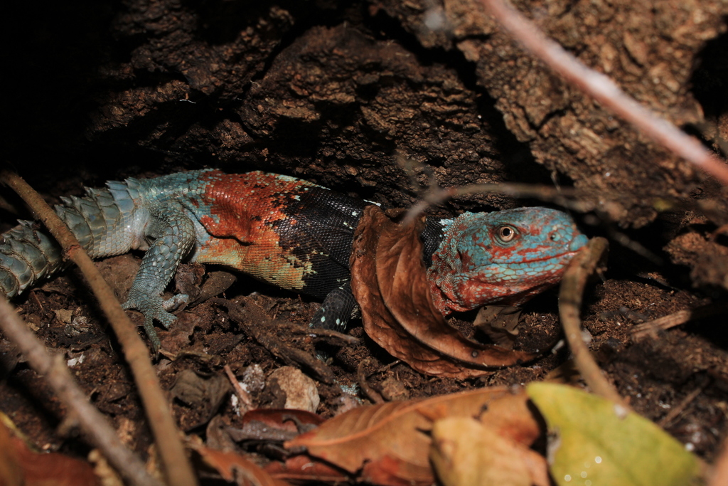 Yucatán Spiny-tailed Iguana from Mérida, Yuc., México on March 28, 2021 ...