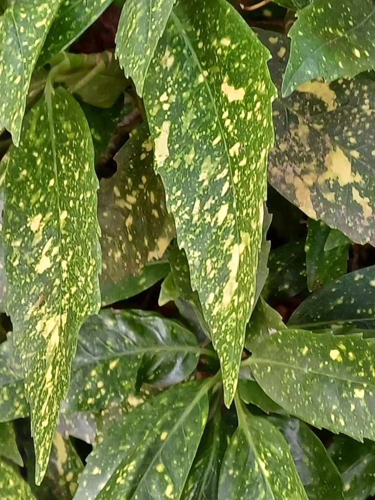 Badnavirus from Jackson, MS 39211, USA on October 18, 2021 at 02:14 PM ...