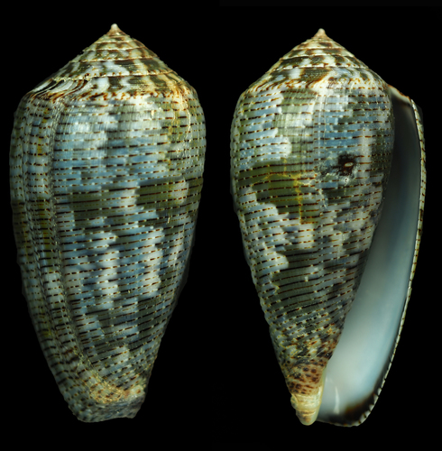 Conus barbara · iNaturalist