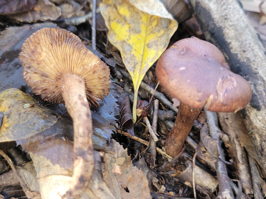 Birch Knight from Jamestown Township, IN, USA on October 18, 2021 at 03 ...