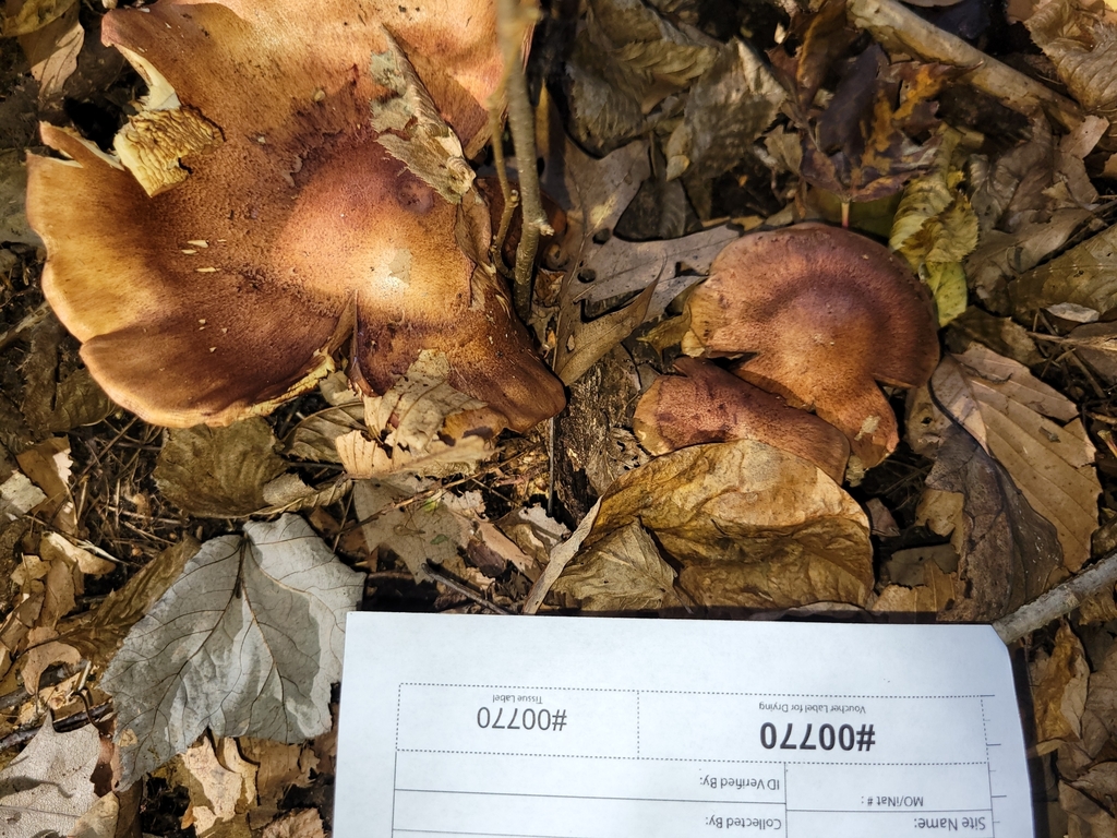 Birch Knight from Jamestown Township, IN, USA on October 18, 2021 at 03 ...