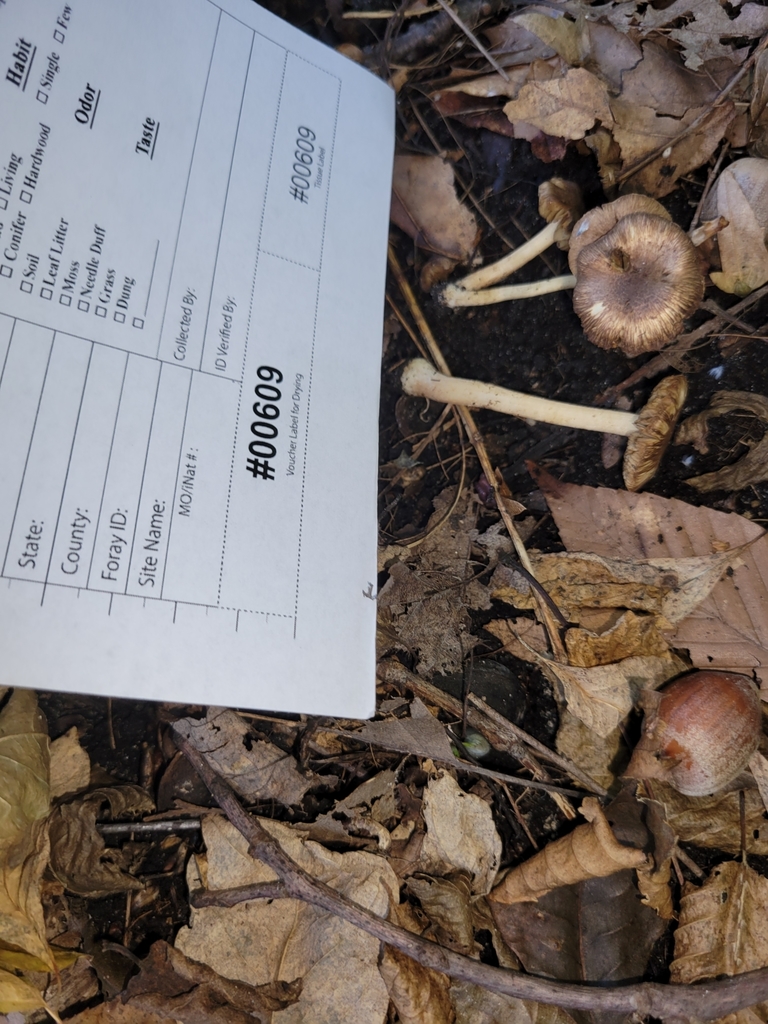 Inocybaceae from Jamestown Township, IN, USA on October 18, 2021 at 04: ...