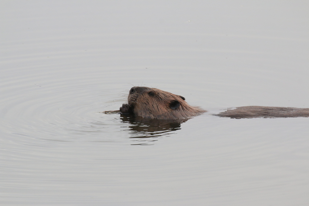 American Beaver from Gunnison County, CO, USA on September 19, 2021 at ...