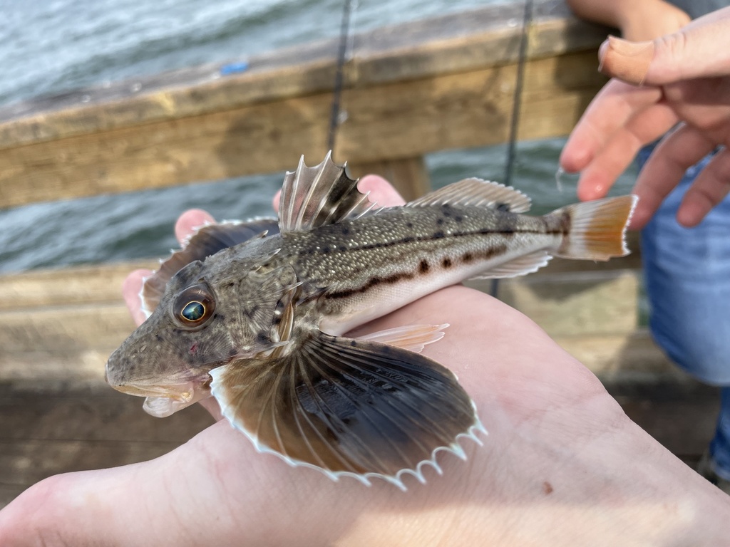 Striped Searobin (Prionotus evolans) - Marine Life Identification