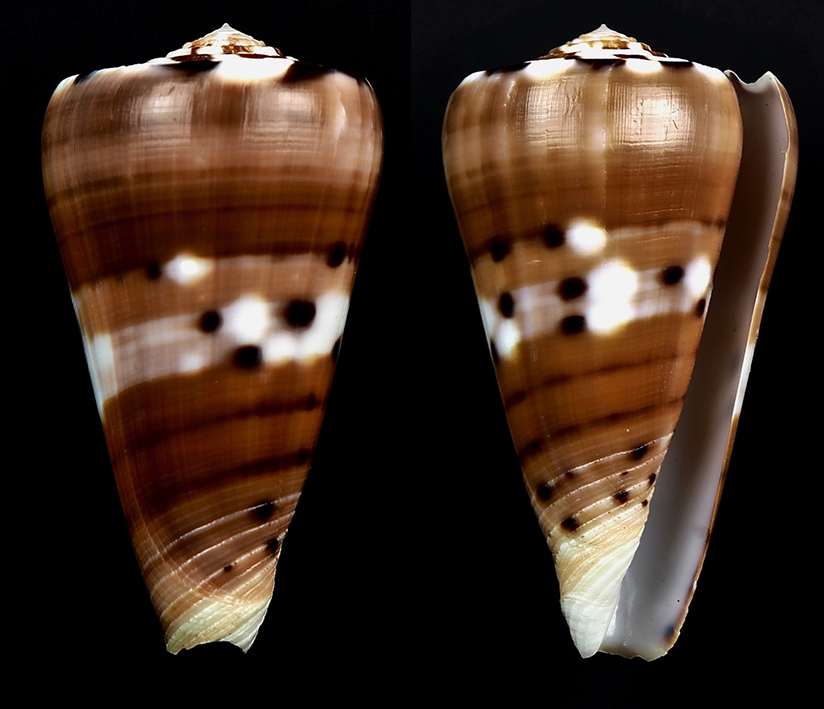 Conus barthelemyi Bernardi, 1861