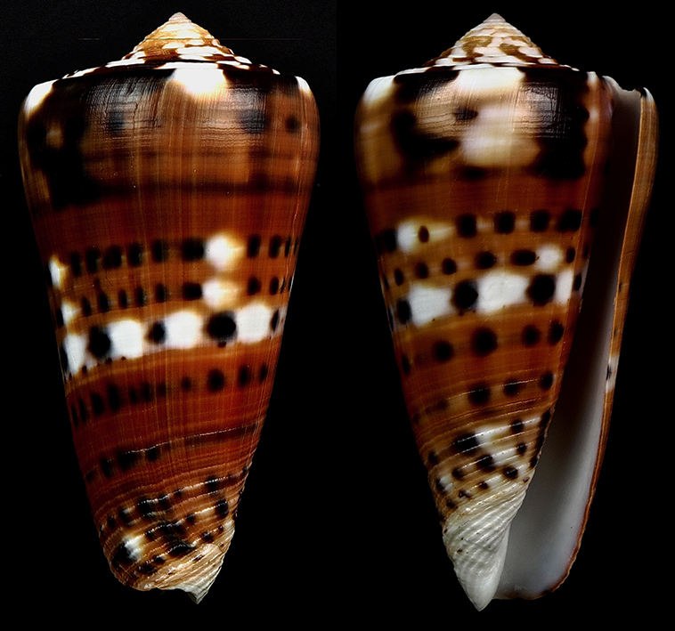 Conus barthelemyi Bernardi, 1861