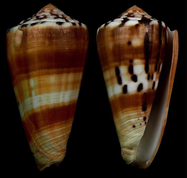 Conus barthelemyi Bernardi, 1861