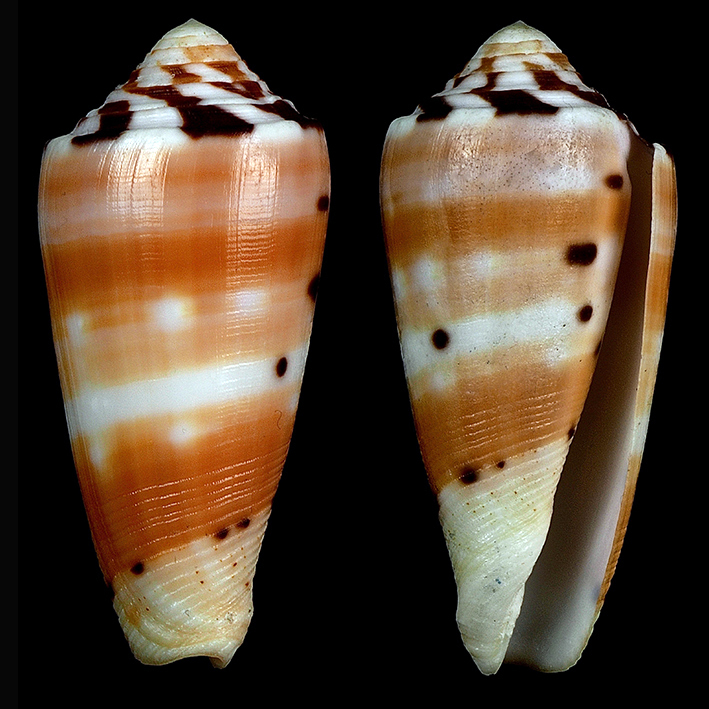 Conus barthelemyi Bernardi, 1861