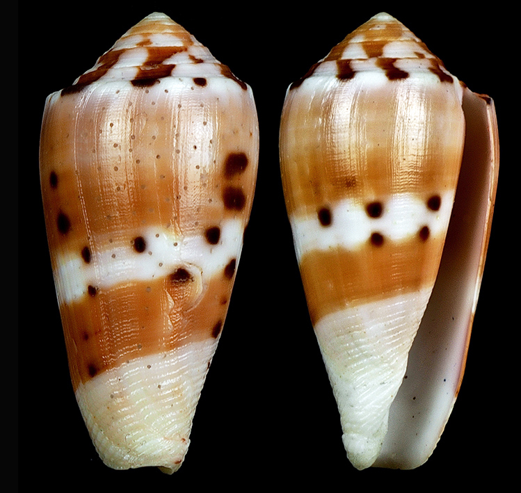 Conus barthelemyi Bernardi, 1861