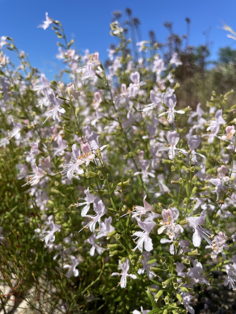 coastalplain balm (Dicerandra linearifolia) - Botanical Realm