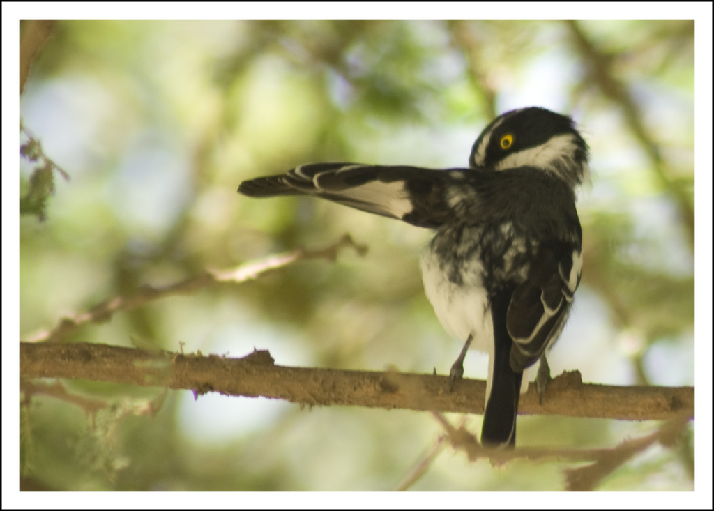 Black-headed Batis (Birds of Kenya) · iNaturalist