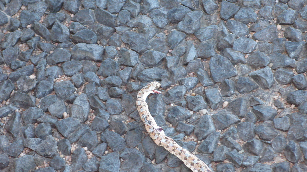 Dwarf Beaked Snake from Hardap, Namibia on July 6, 2009 at 12:33 PM by ...