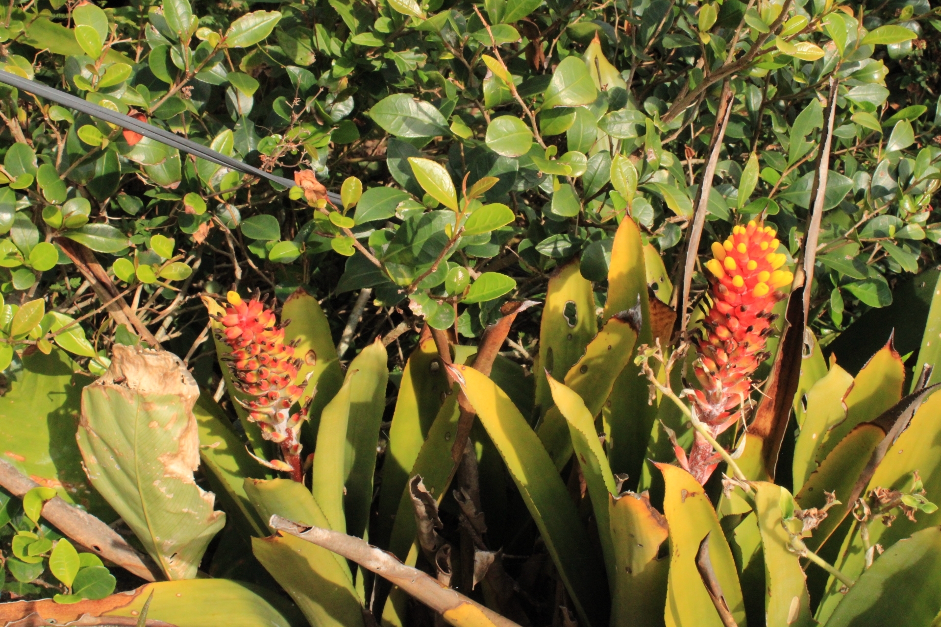 Aechmea comata (Beer) Baker