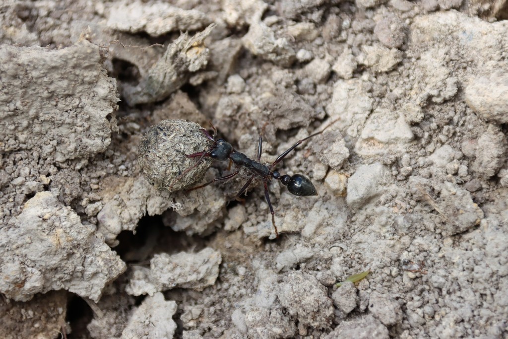 Myrmecia pyriformis from Panton Hill VIC 3759, Australia on October 12 ...