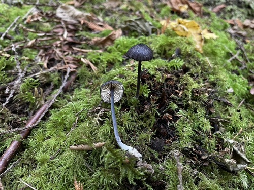 Leptonia convexa · iNaturalist