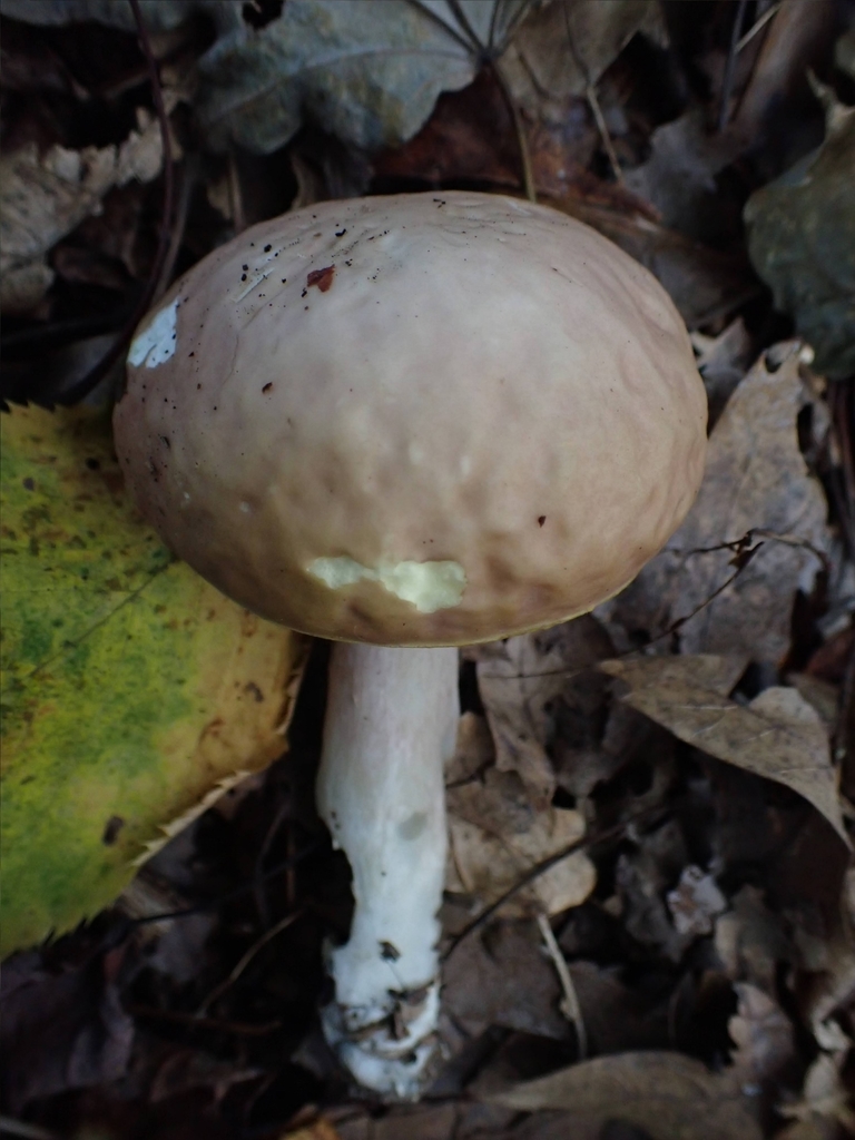 lilac bolete from Putnam County on October 16, 2021 by blynx · iNaturalist