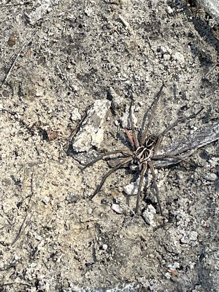 Union-Jack Wolf Spiders from Termeil State Forest, Termeil, NSW, AU on ...