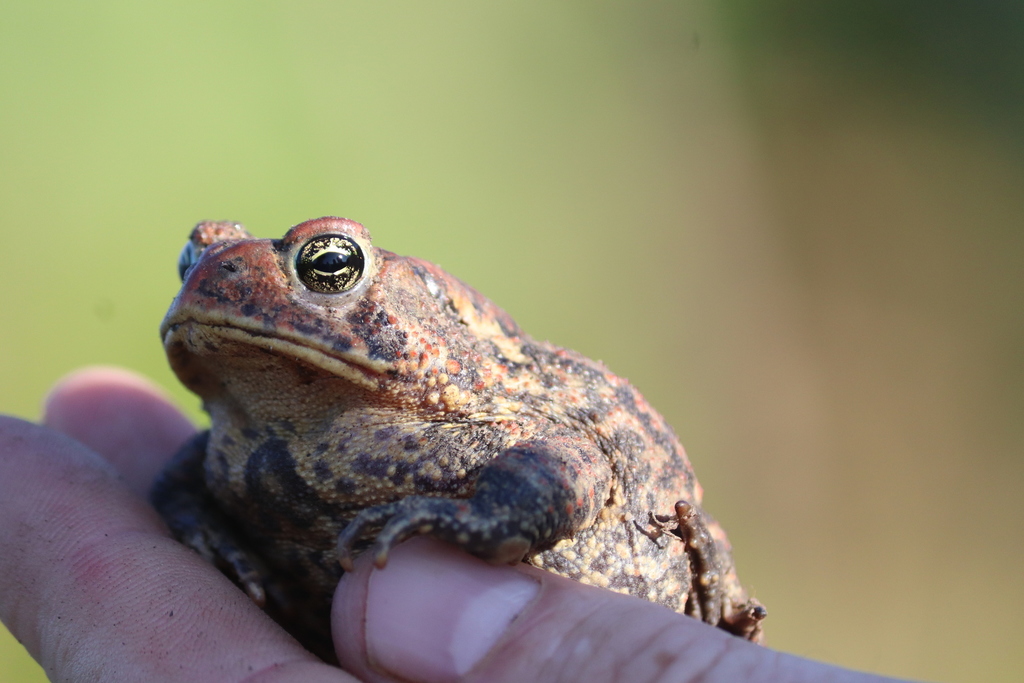 American Toad from Cedar Rapids, IA, USA on August 21, 2021 at 05:31 PM ...