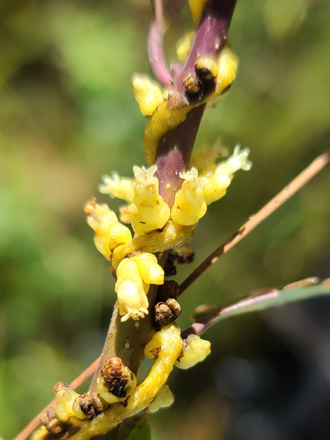 Cuscuta compacta Juss. ex Choisy