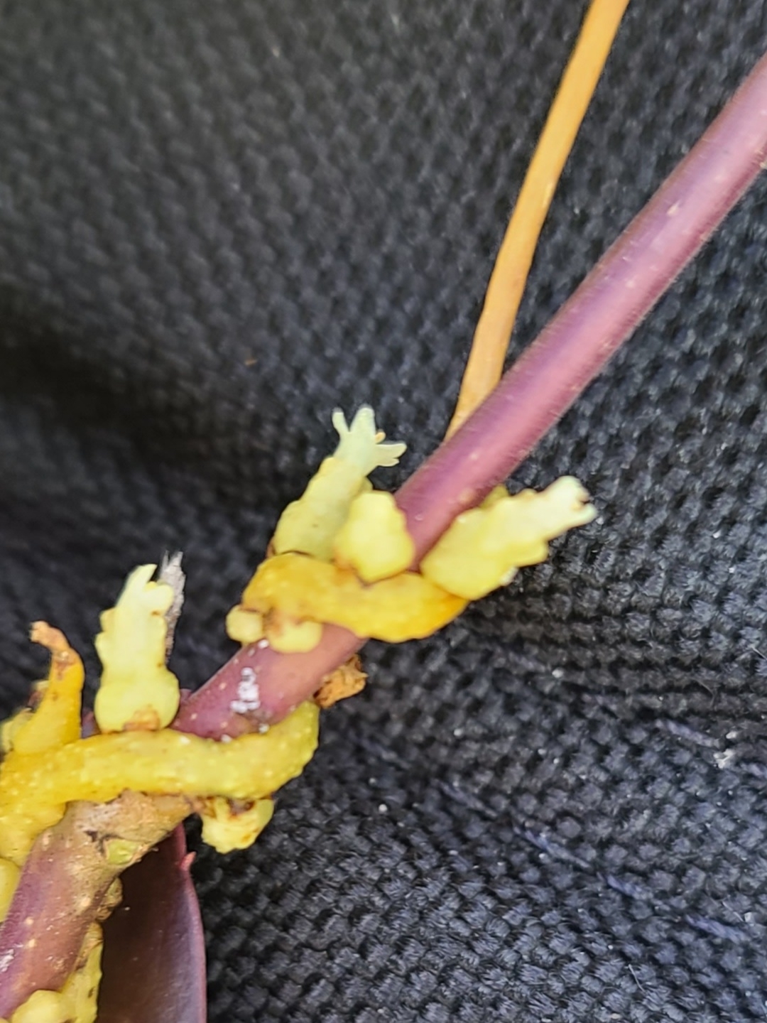 Cuscuta compacta Juss. ex Choisy