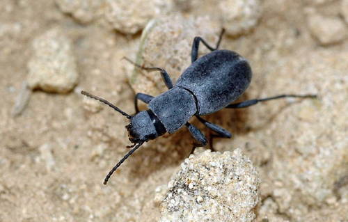 Genus Colposcelis · iNaturalist