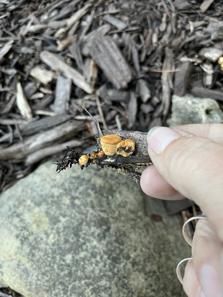 Crucibulum parvulum in October 2021 by raksgabi · iNaturalist