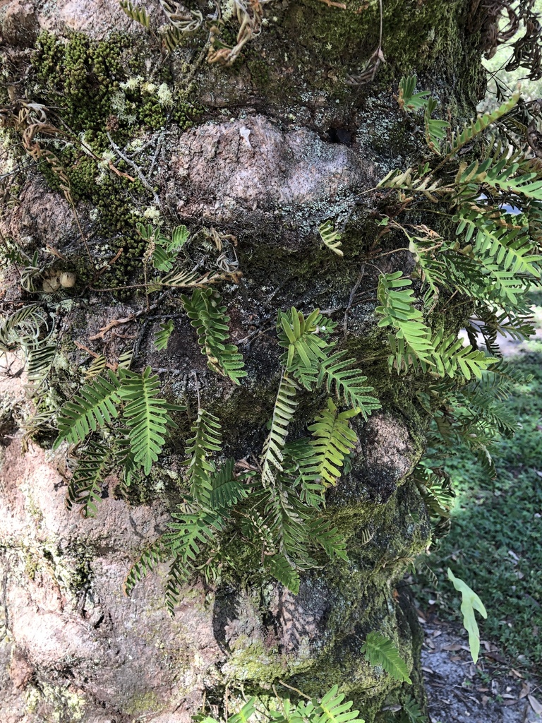resurrection fern from University of South Florida, Tampa, FL, US on ...