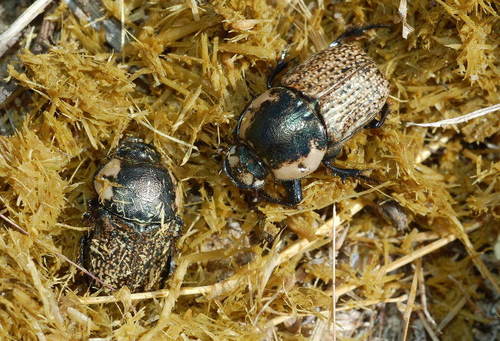Cheironitis eumenes · iNaturalist