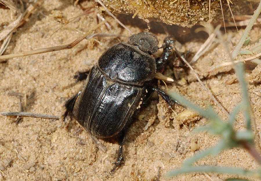 Cheironitis moeris from Байганинский район, Казахстан on June 28, 2009 ...