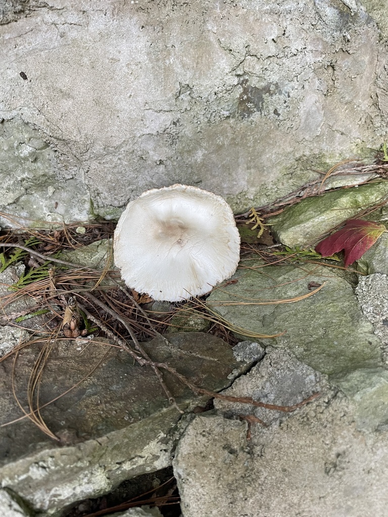 White Dapperling in October 2021 by raksgabi. 2 growing from a stone ...