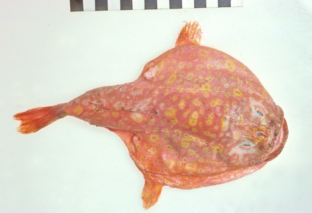 Furry Coffinfish (Chaunax endeavouri) - Marine Life Identification