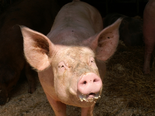 Domestic Pig (Sus domesticus) · iNaturalist United Kingdom