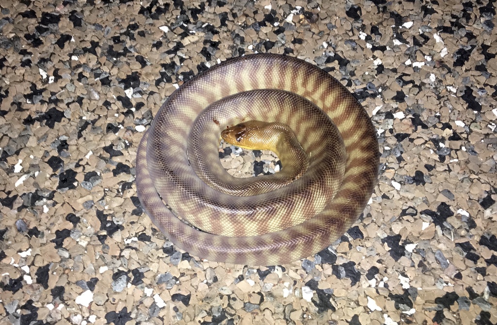 Woma Python from Tablelands, NT, AU on April 16, 2016 at 07:18 PM by ...