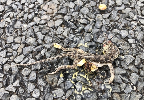 Tympanocryptis condaminensis · iNaturalist Mexico