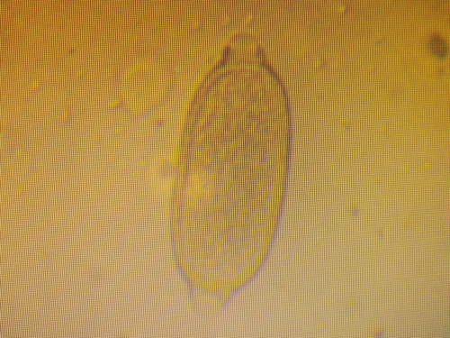 Order Enoplida · iNaturalist