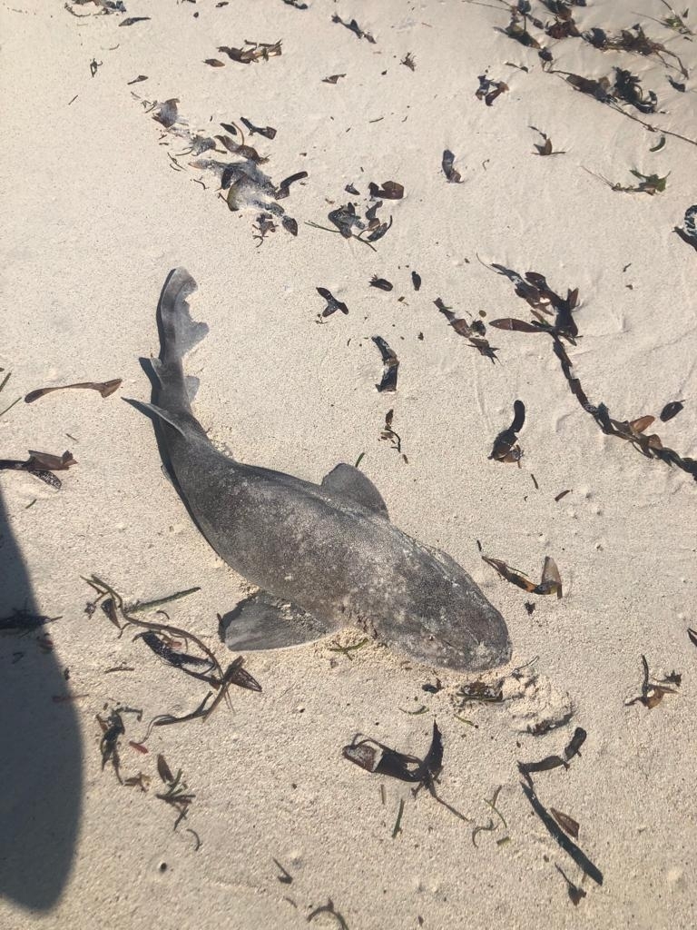 Balloon Shark from Dabaso, Kenya on October 17, 2021 at 03:14 PM by ...